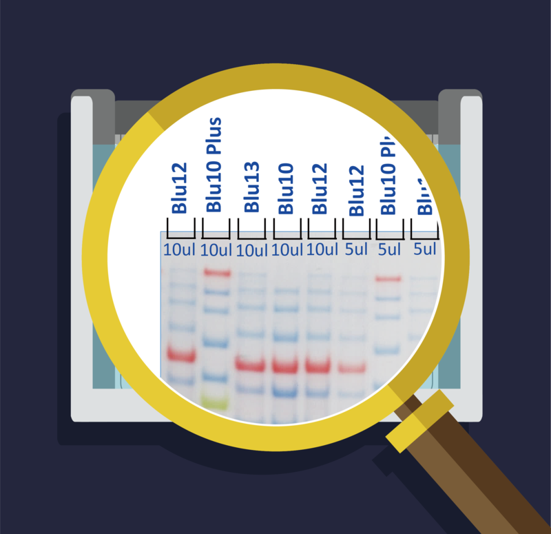 Blu10 Plus (BLUltra)預染蛋白標準液 |Prestained Protein Ladder Bio-Helix 貨號PMB01-0500 / PM001-0500
