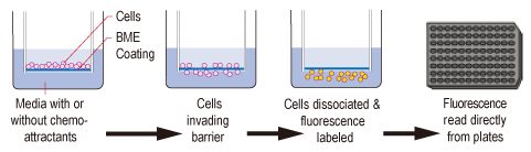 【Invasion分析】Cultrex® Cell Invasion Assays癌細胞侵襲特性分析套組－Trevigen