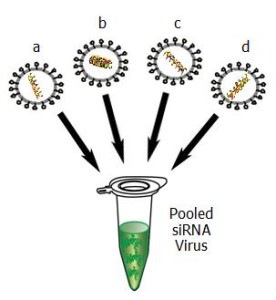 A4GALT 慢病毒 | siRNA/shRNA/RNAi Lentivirus (Human) pooled 貨號 iV000252