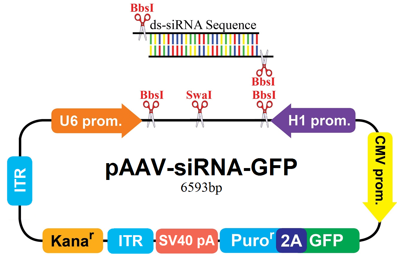 Scrambled AAV siRNA 對照 Virus (Serotype 8) | ABM貨號iAAV01508、ABM台灣代理 | 太鼎生物科技