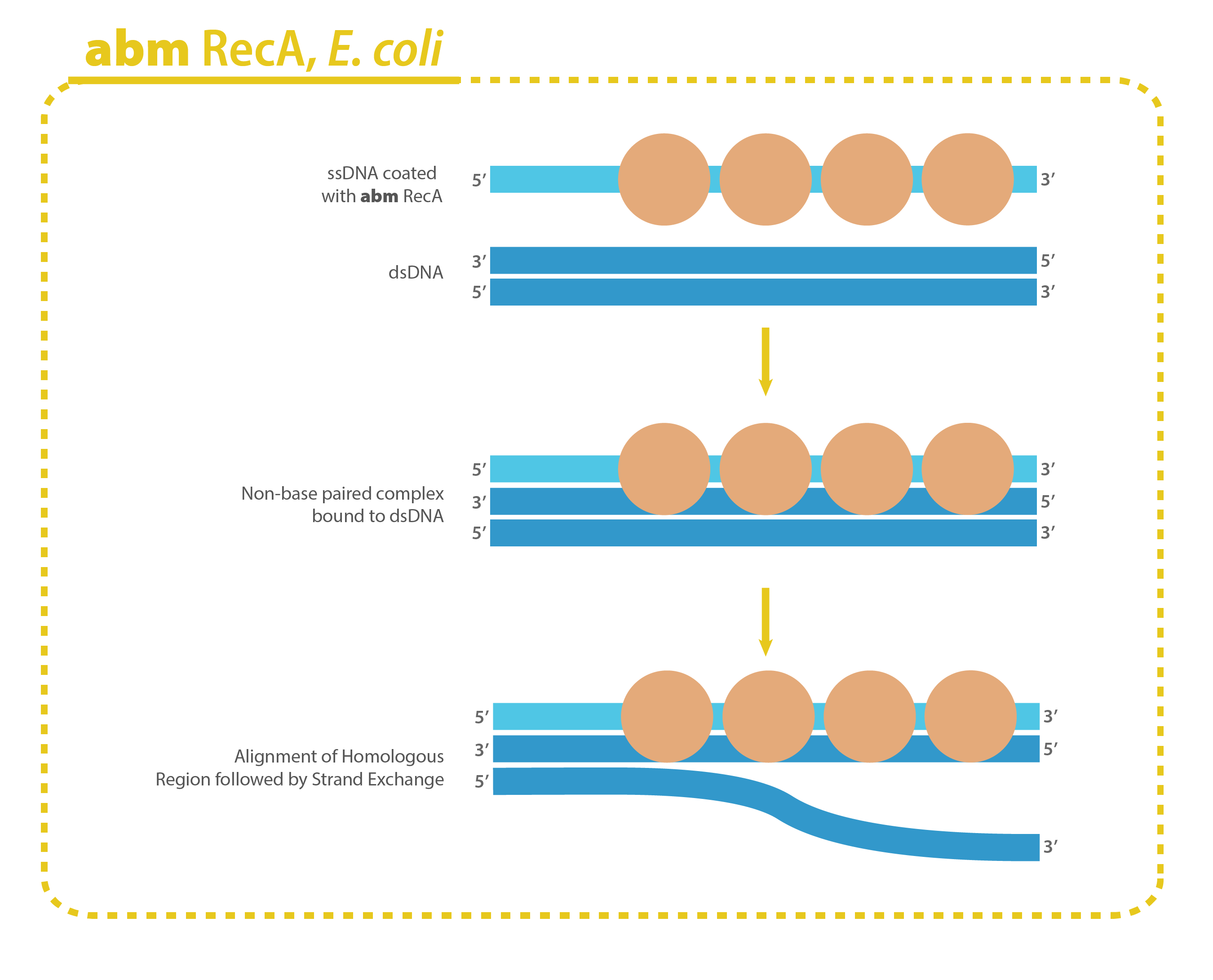 RecA Protein, E. coli | 貨號 E024
