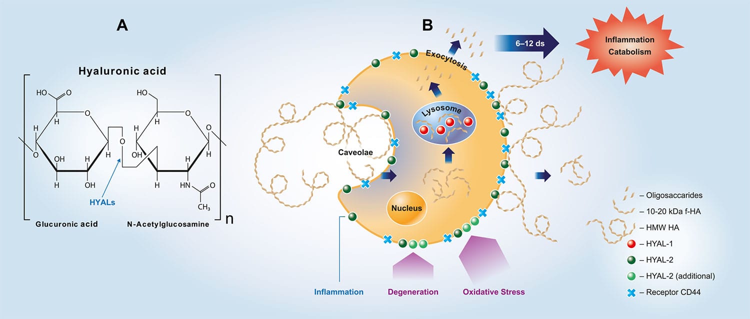 透明質酸酶(Hyaluronidase)活性試劑盒| Hyaluronidase Activity Kits- Amsbio 貨號Ra003 ...