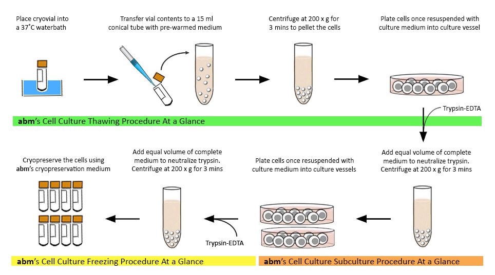 人子宮內膜異位細胞 | Immortalized Human Endometriotic Cell Line (12Z) 貨號T0764