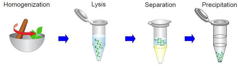 Plant Genomic DNA Isolation Reagent (Reagent Based)| Bio-Helix 貨號PDR02-0100
