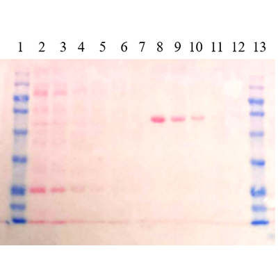 Ponceau S Protein Staining Solution | Bio-Helix 貨號PS003-B500ML