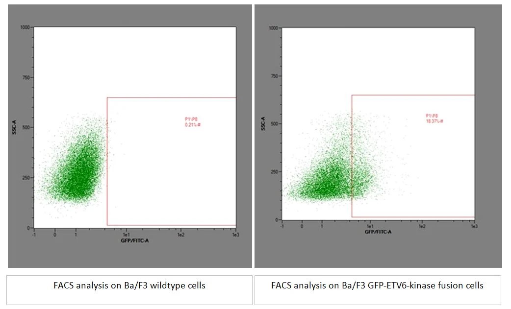 ERBB2 Stable Ba/F3 Cell Line細胞株 | ABMGOOD貨號T3098