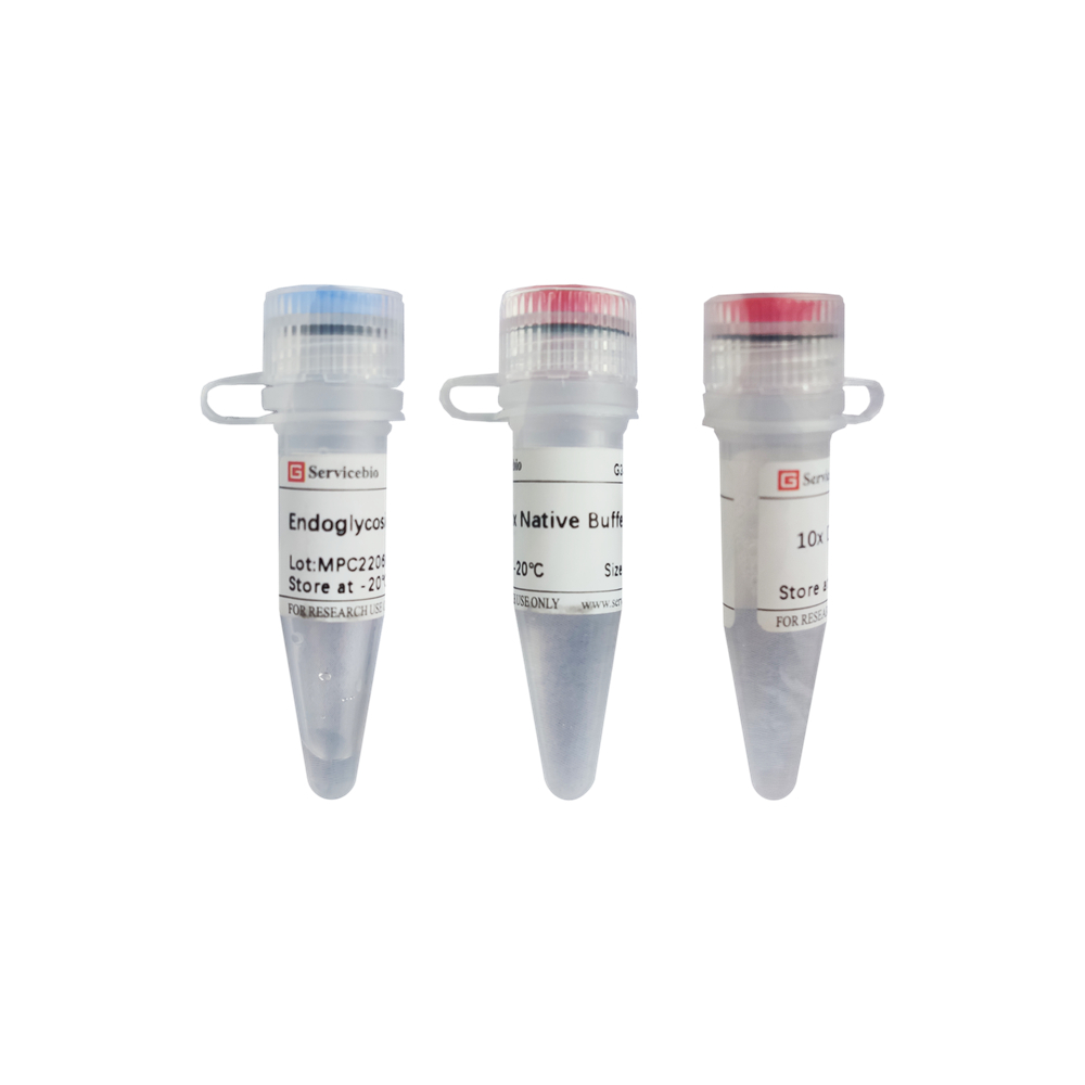 醣苷內切酶H（Endo H）| Endoglycosidase H（Endo H）SERVICEBIO 貨號G3469-25000U