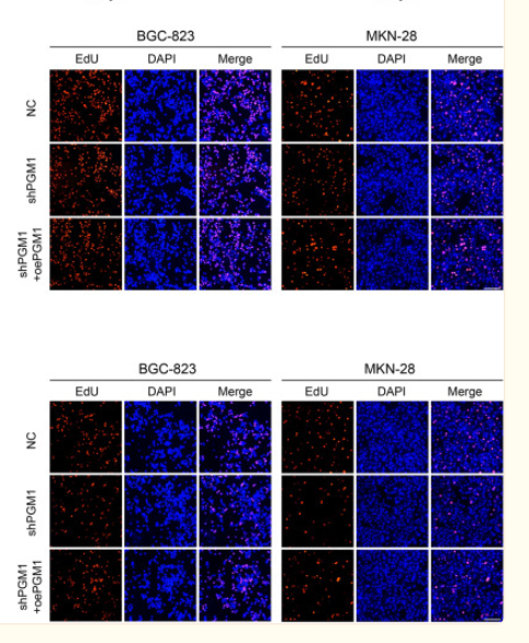 DAPI Staining Solution (粉狀)| 細胞核染劑CAS#28718-90-3貨號BMD00063