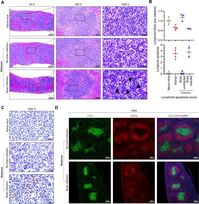DAPI Staining Solution (粉狀)| 細胞核染劑CAS#28718-90-3貨號BMD00063