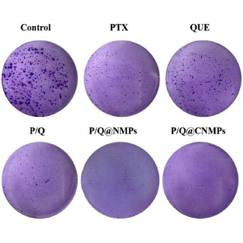 水晶紫 (Crystal Violet) | CAS#548-62-9 MCE貨號HY-B0324A