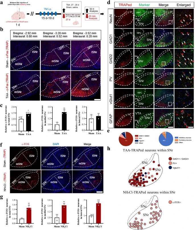 DAPI Staining Solution (粉狀)| 細胞核染劑CAS#28718-90-3貨號BMD00063