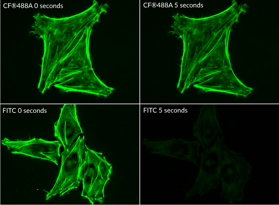 CF® Dye amines | Biotium 貨號# 92037
