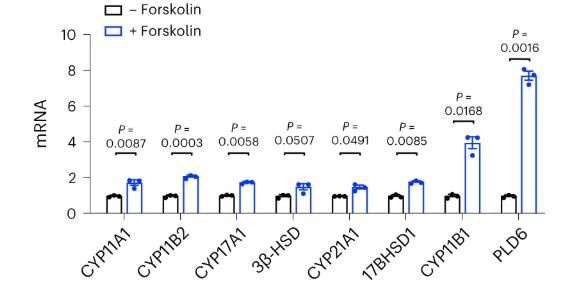 Forskolin | CAS#66575-29-9 MCE貨號HY-15371